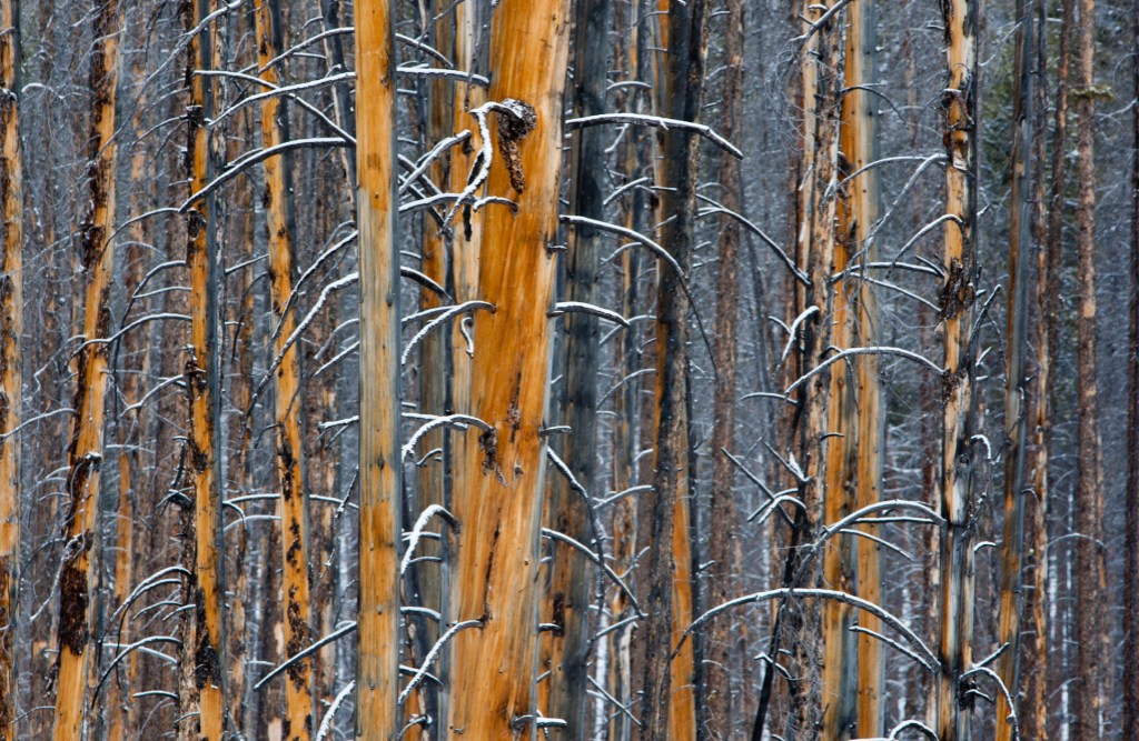 tree trunks | Christopher Martin Photography