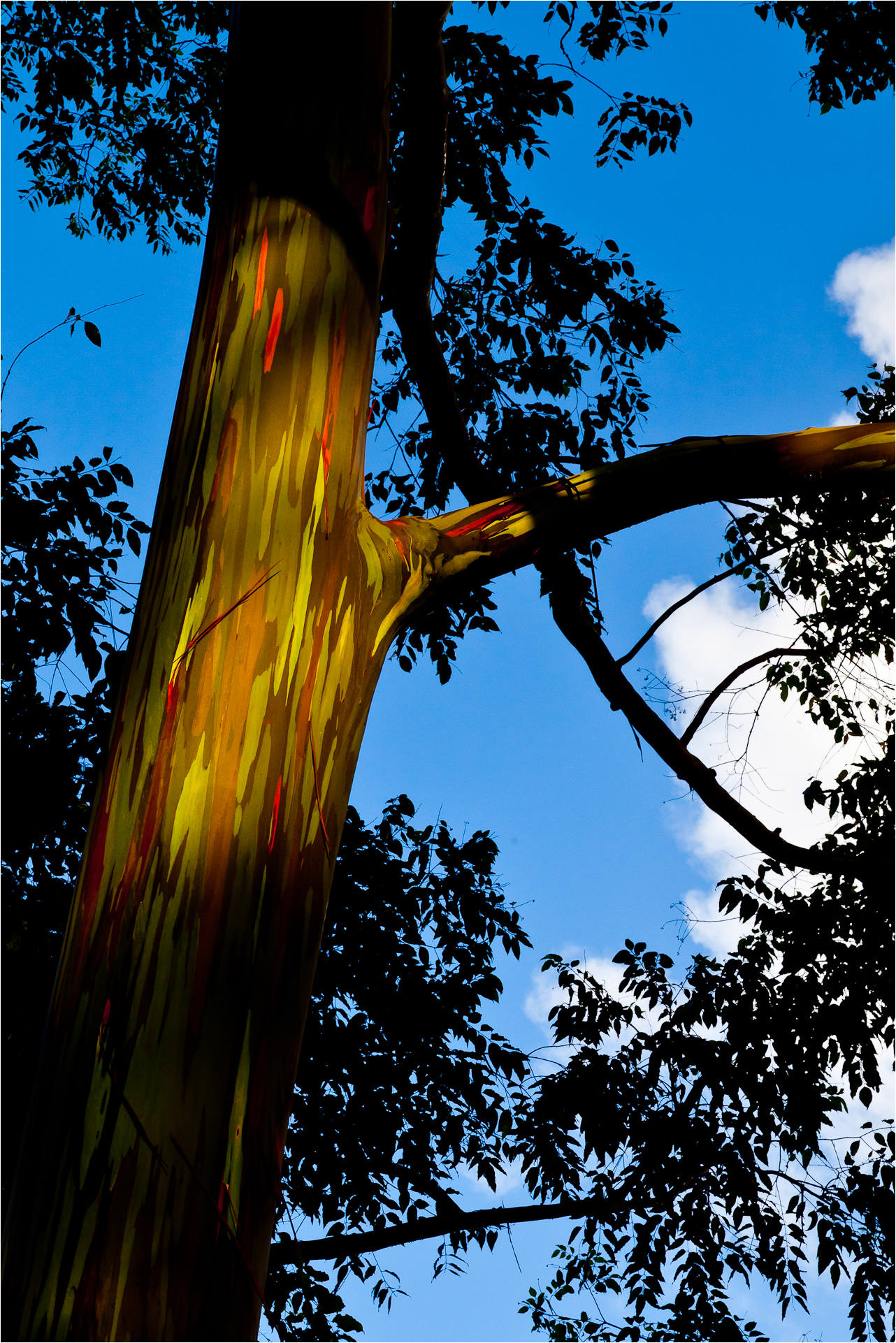 Rainbow Eucalyptus | Christopher Martin Photography