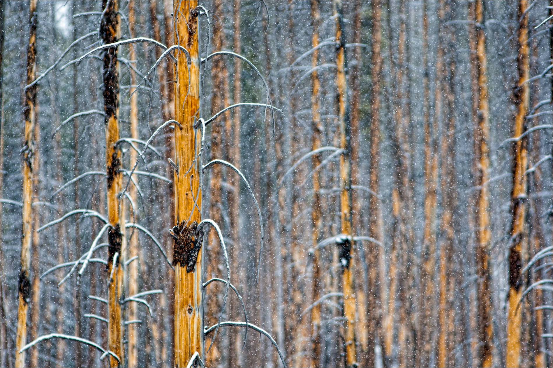 patterns | Christopher Martin Photography