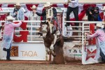saddle bronc | Christopher Martin Photography