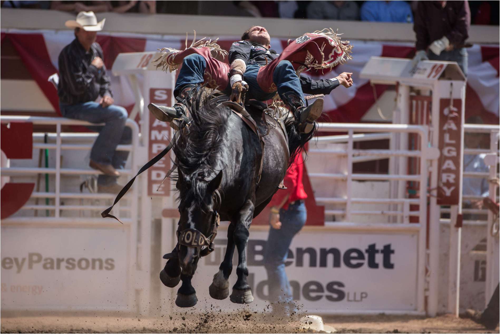 saddle bronc | Christopher Martin Photography