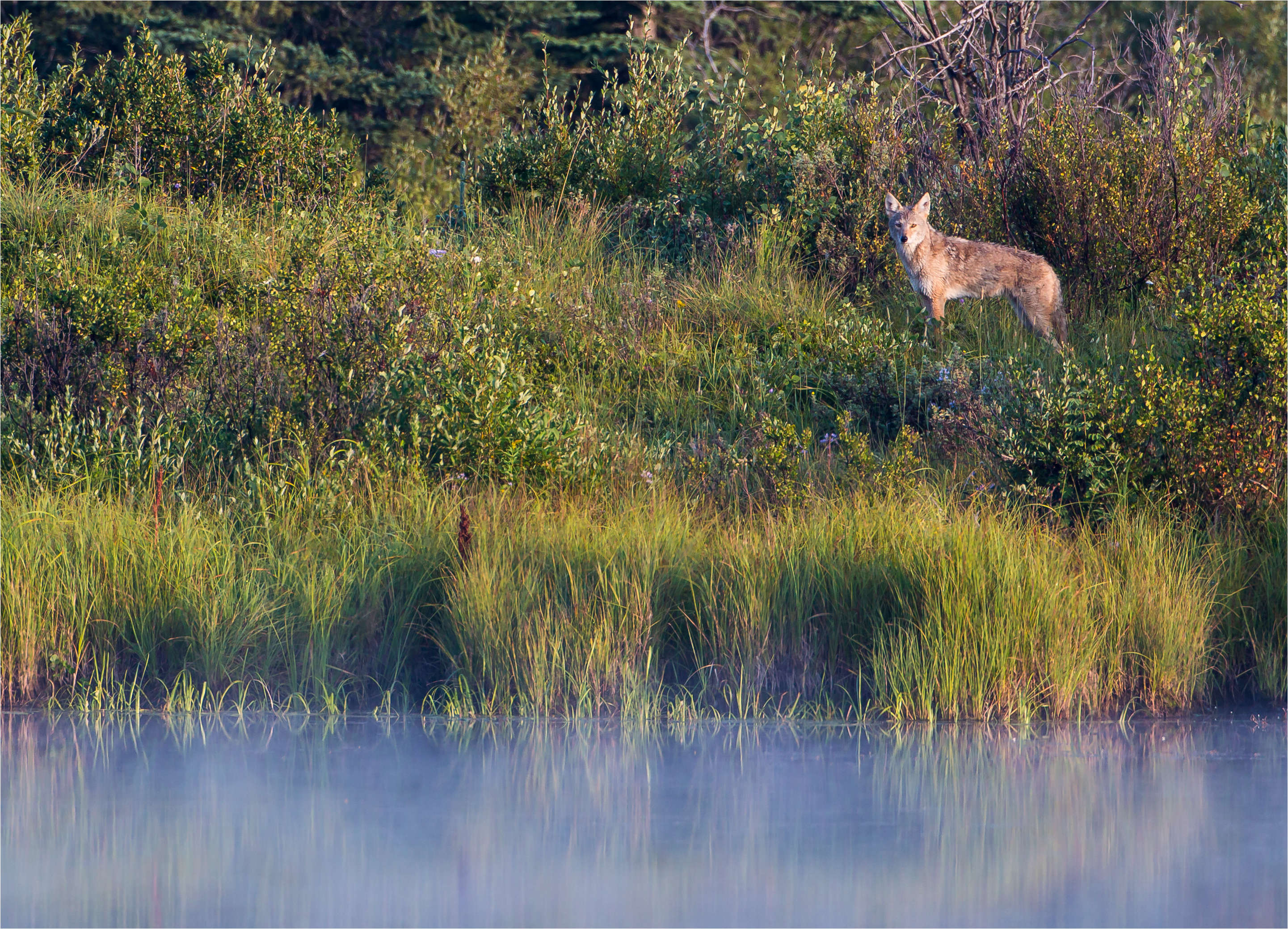 Coyote along the water in Wild Rose | Christopher Martin Photography