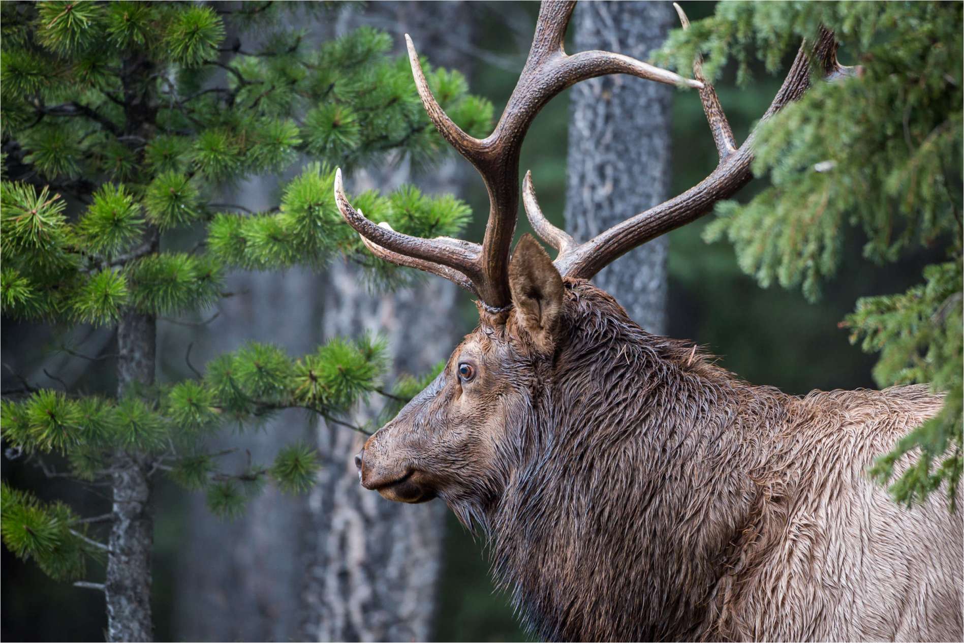 wapiti | Christopher Martin Photography