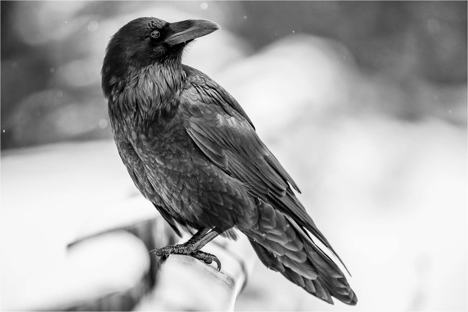 common raven | Christopher Martin Photography