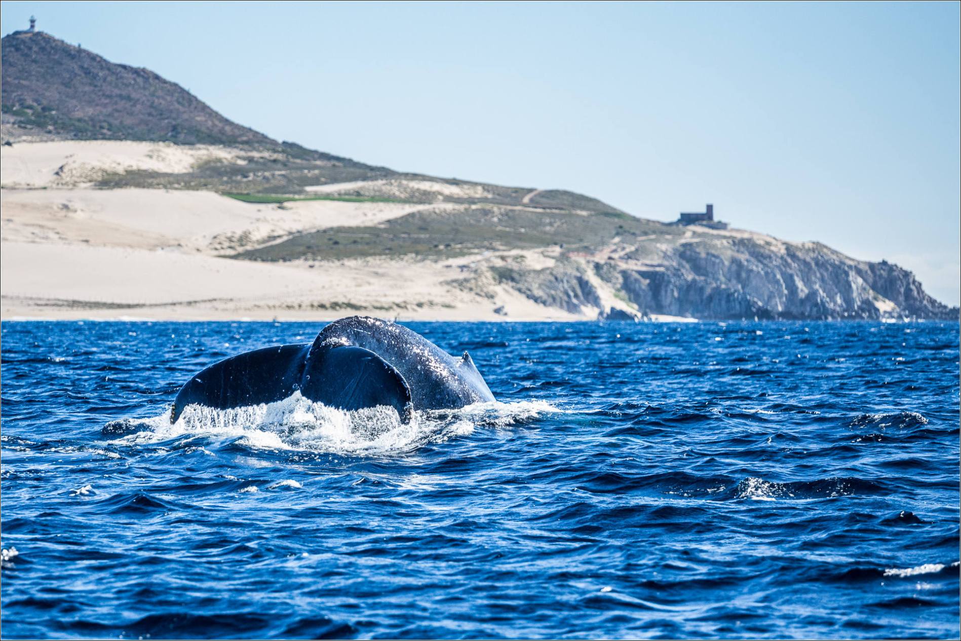 whale tail | Christopher Martin Photography