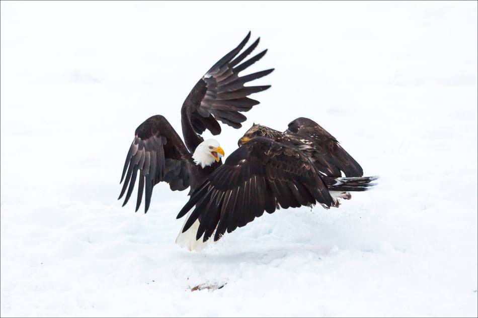 Eagle Skirmishes | Christopher Martin Photography