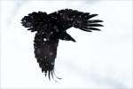 Ravens | Christopher Martin Photography