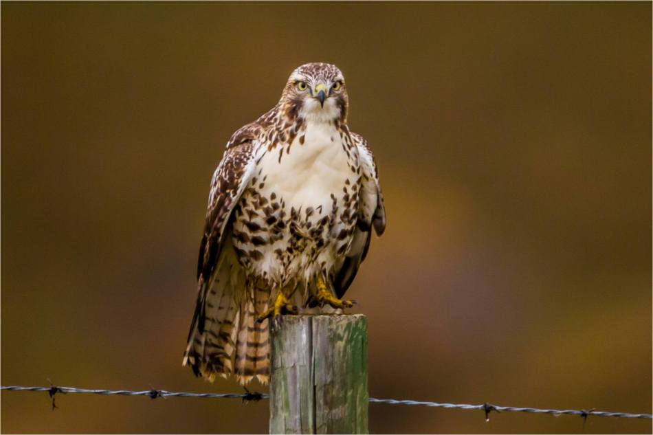 Red-tailed hawk | Christopher Martin Photography