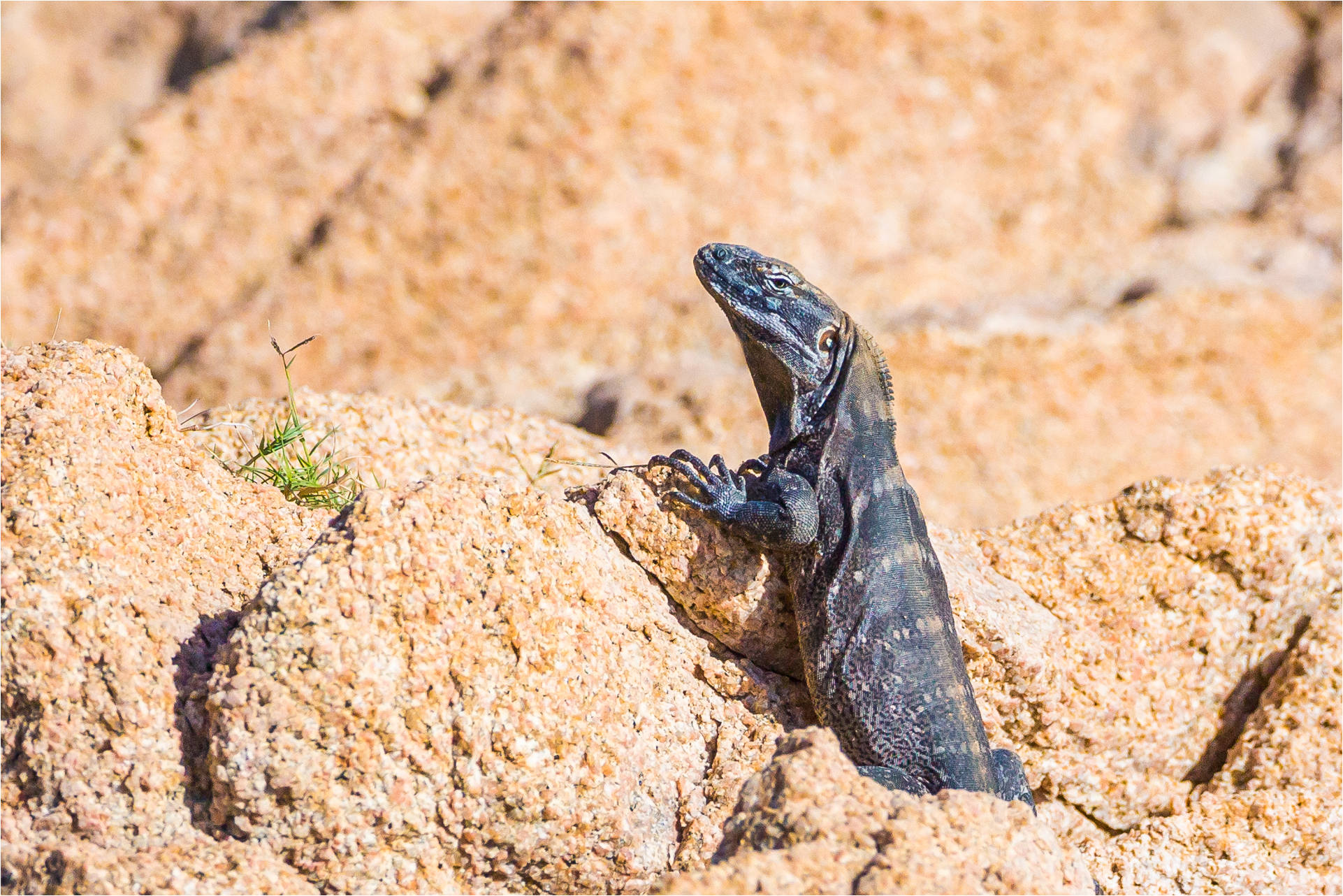 Lizards | Christopher Martin Photography
