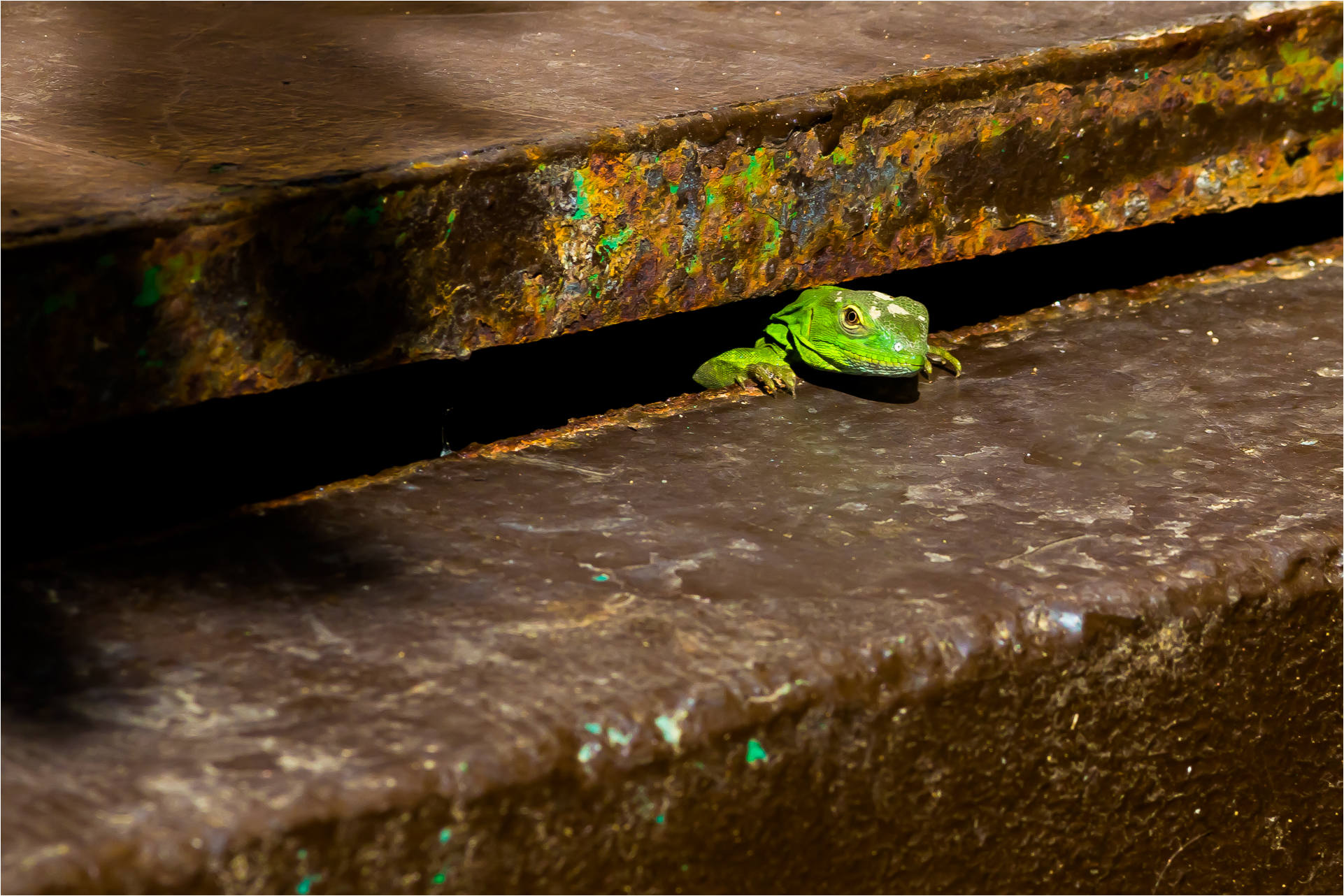 Lizards | Christopher Martin Photography