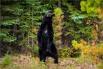 American black bear | Christopher Martin Photography