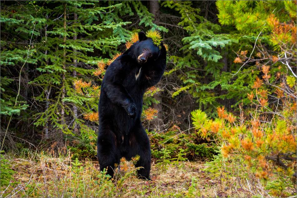 American black bear | Christopher Martin Photography