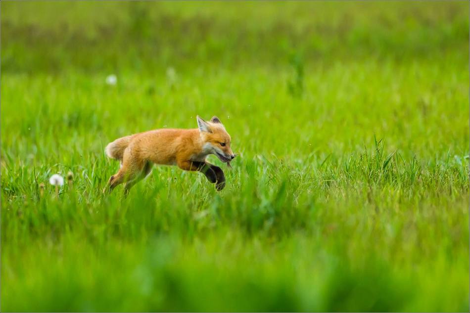 Vulpes vulpes | Christopher Martin Photography