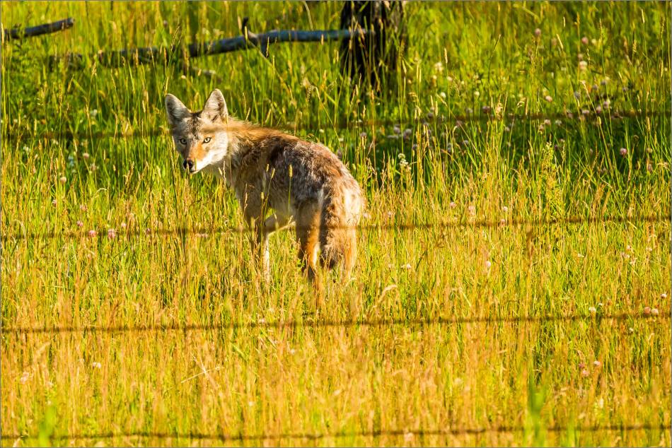 Coyotes | Christopher Martin Photography