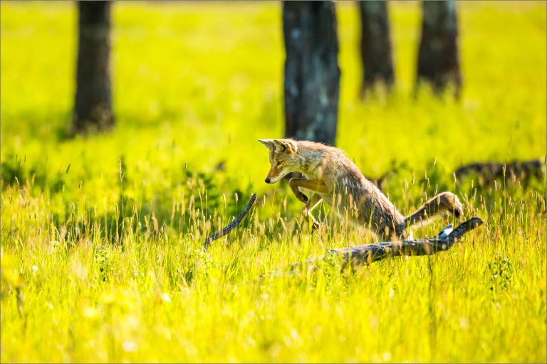 Coyotes | Christopher Martin Photography