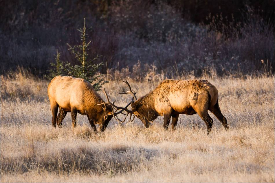 Elk | Christopher Martin Photography