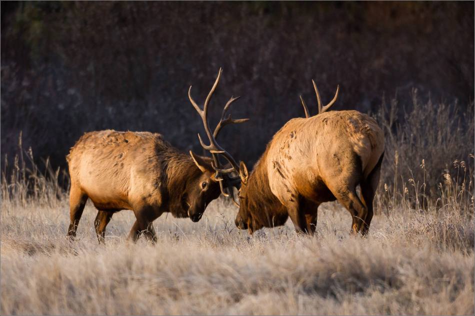 Elk | Christopher Martin Photography