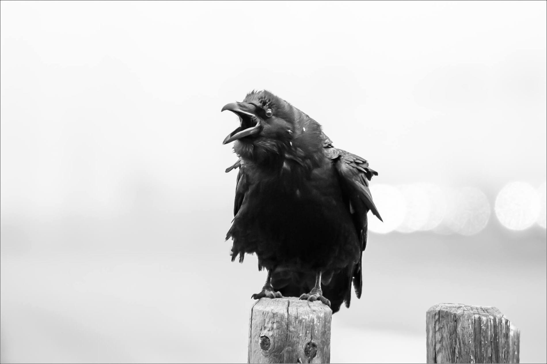 Ravens | Christopher Martin Photography