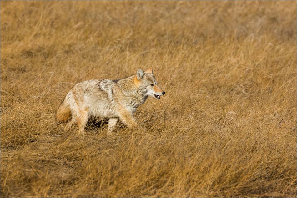 Coyotes | Christopher Martin Photography