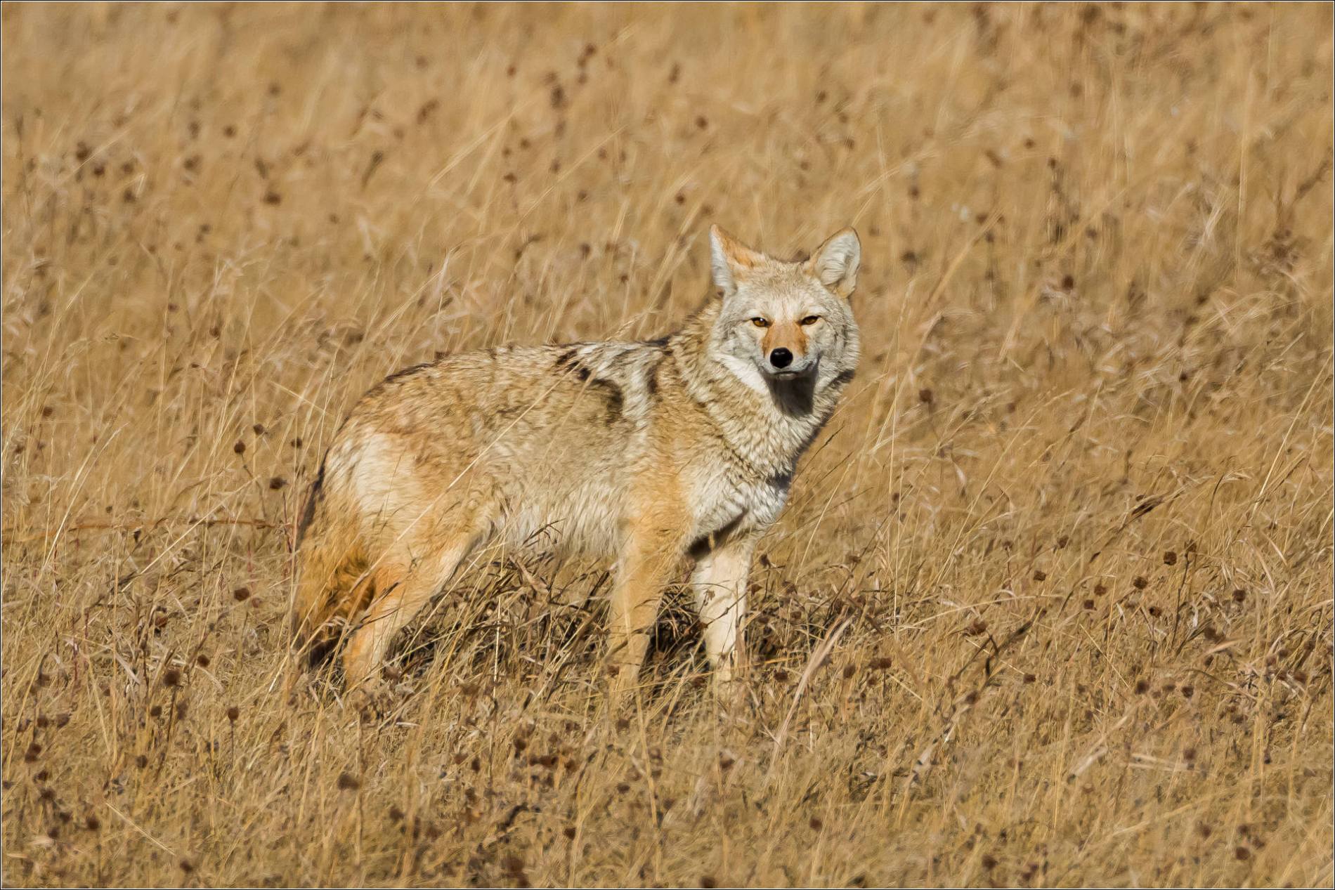 Coyotes | Christopher Martin Photography