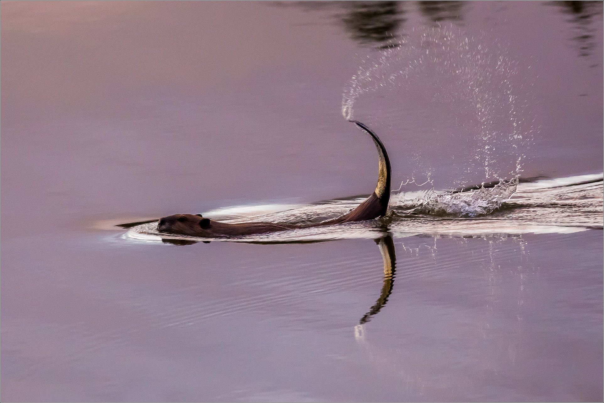 Beaver | Christopher Martin Photography