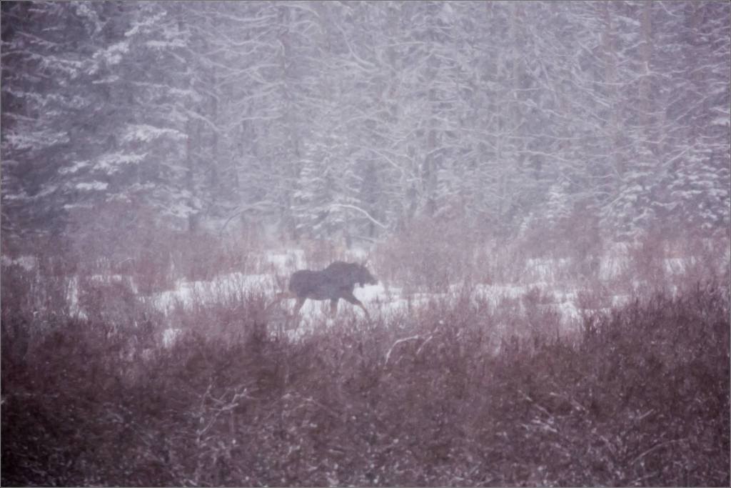 Moose | Christopher Martin Photography