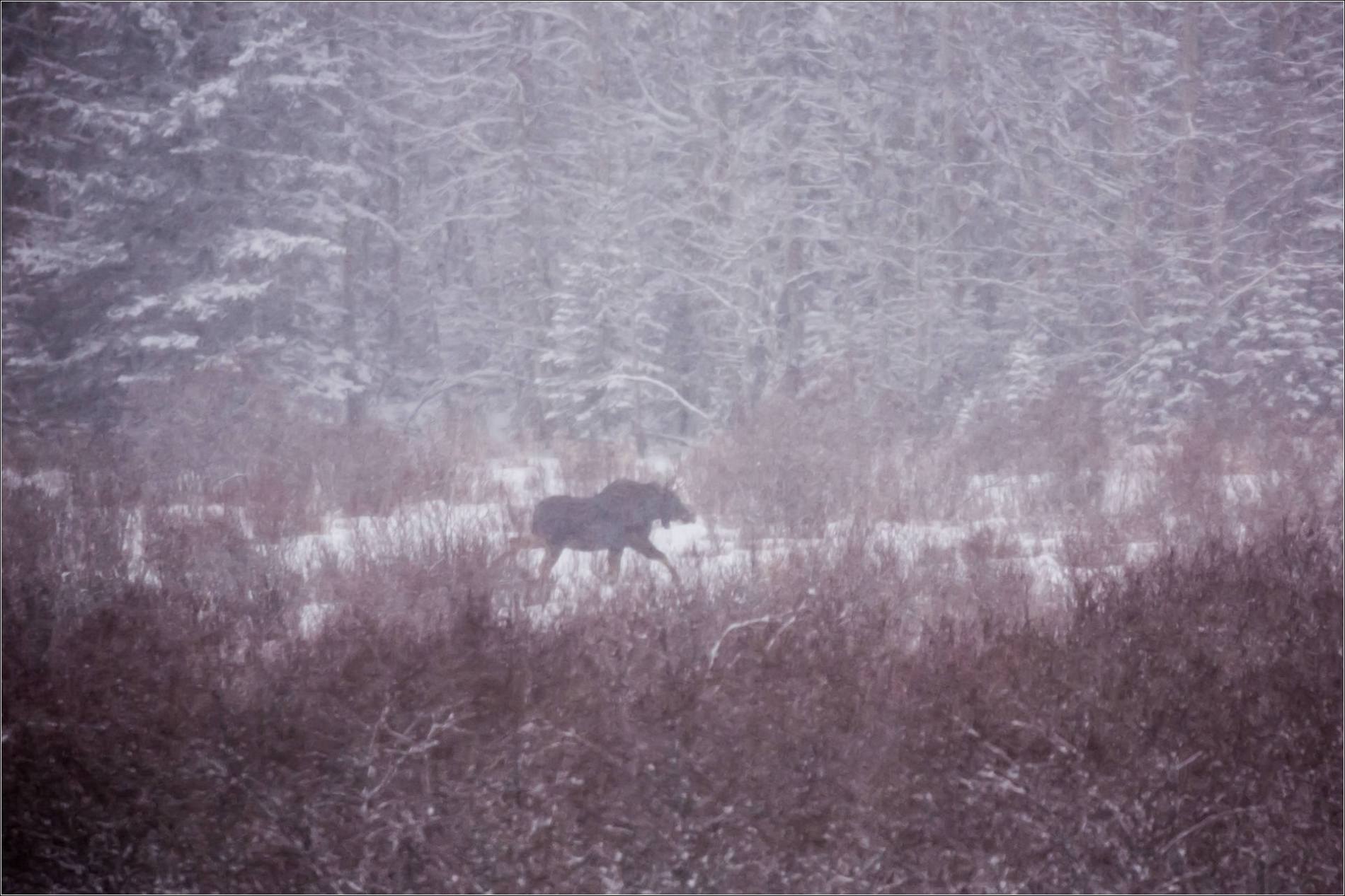 Moose | Christopher Martin Photography