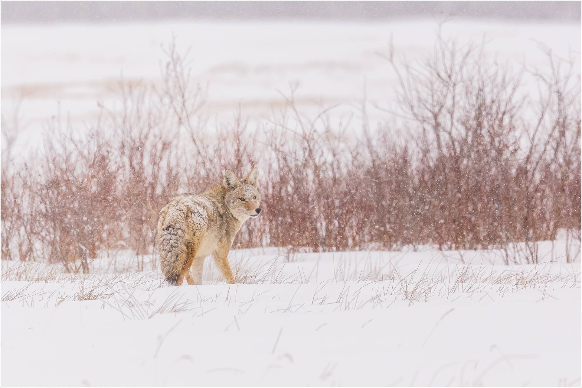 Coyotes | Christopher Martin Photography