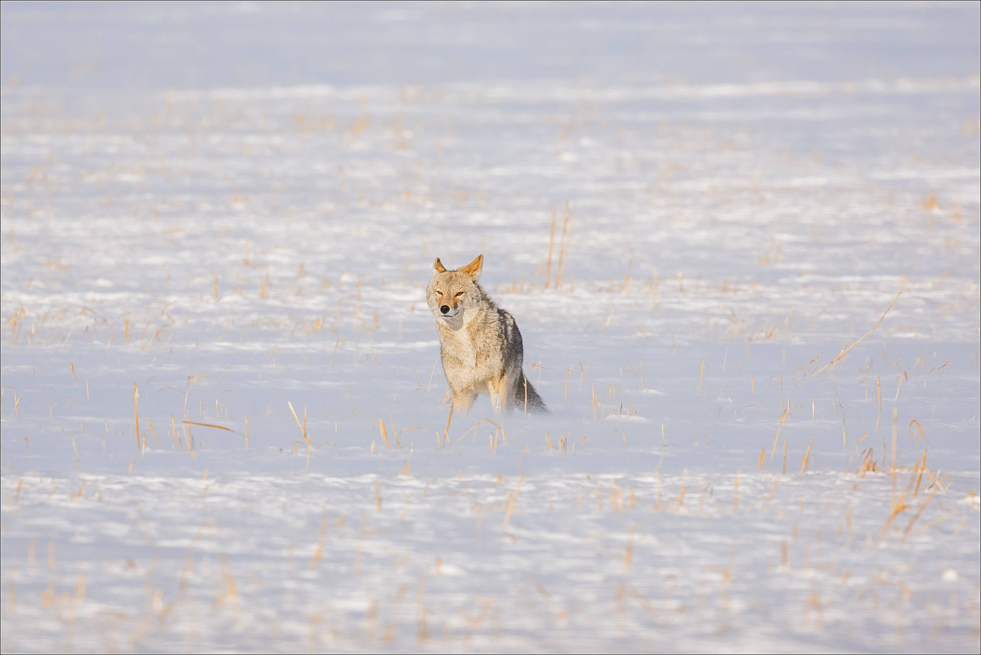 Coyotes | Christopher Martin Photography