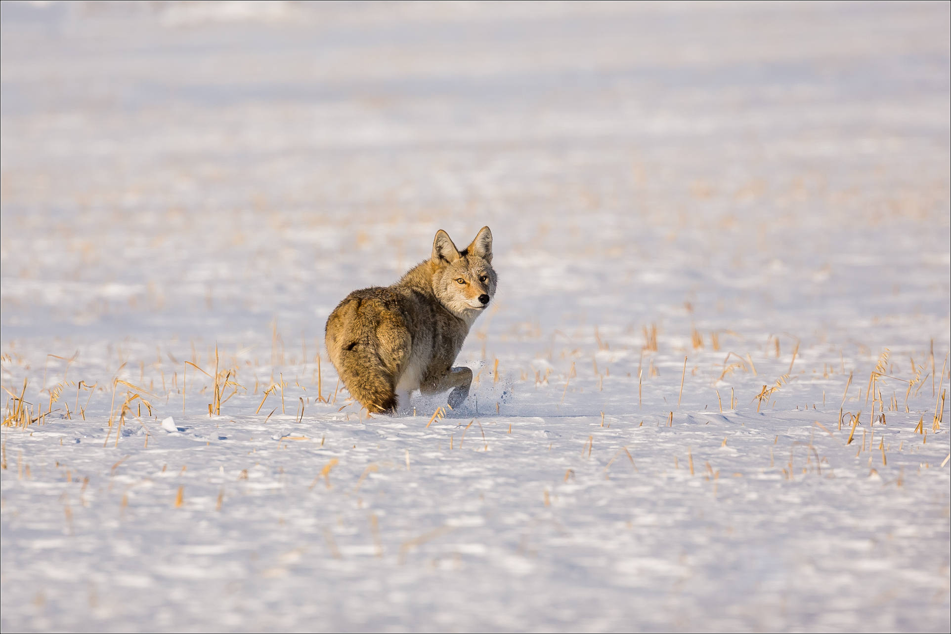 Coyotes | Christopher Martin Photography