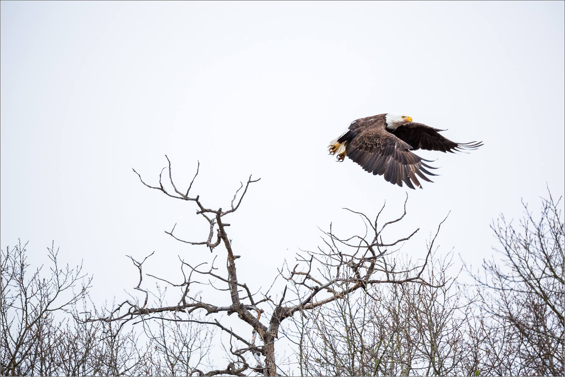 bald eagle | Christopher Martin Photography