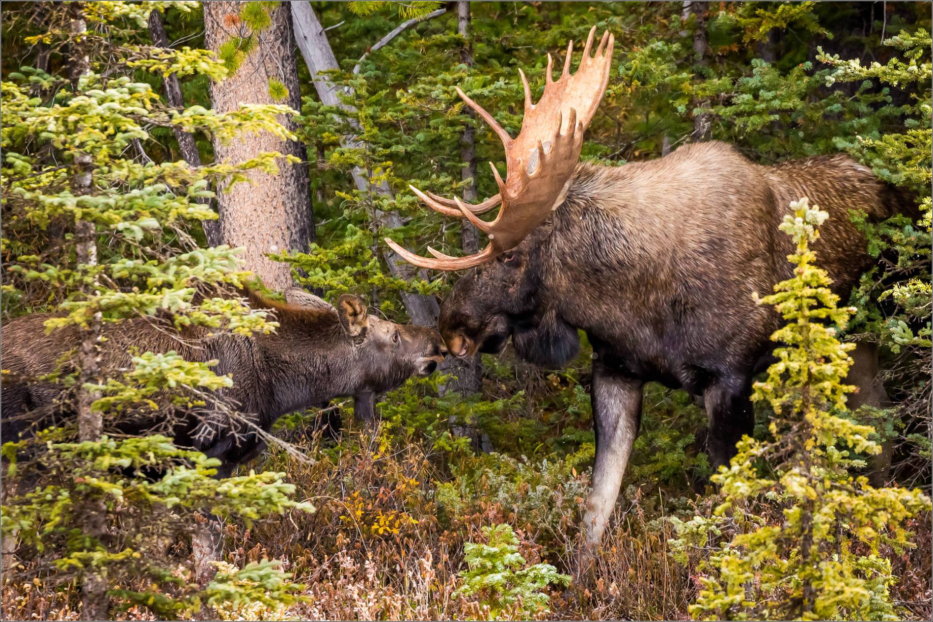 Moose | Christopher Martin Photography