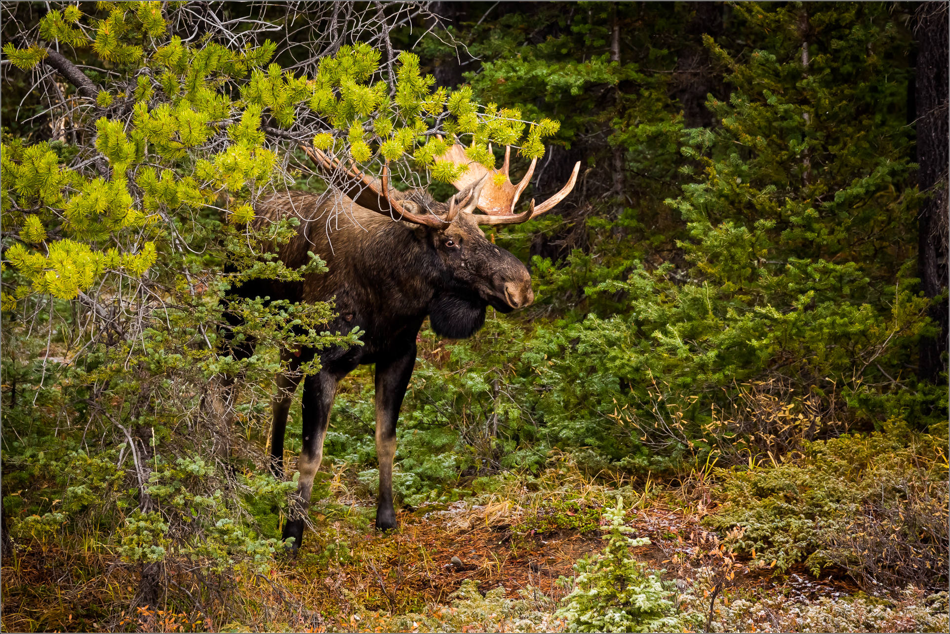 Moose | Christopher Martin Photography