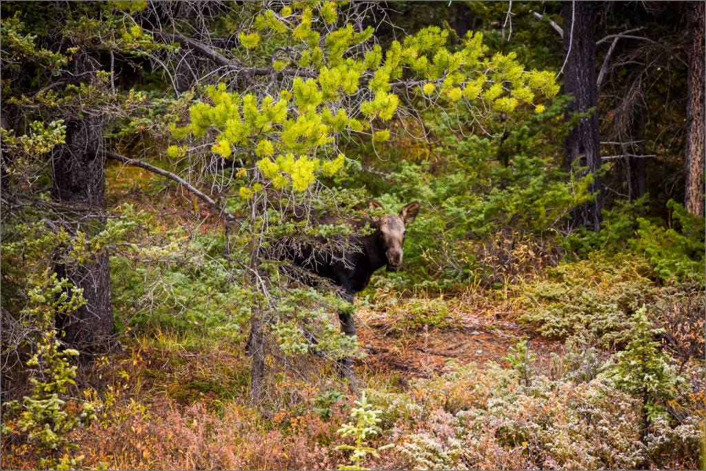 Moose | Christopher Martin Photography