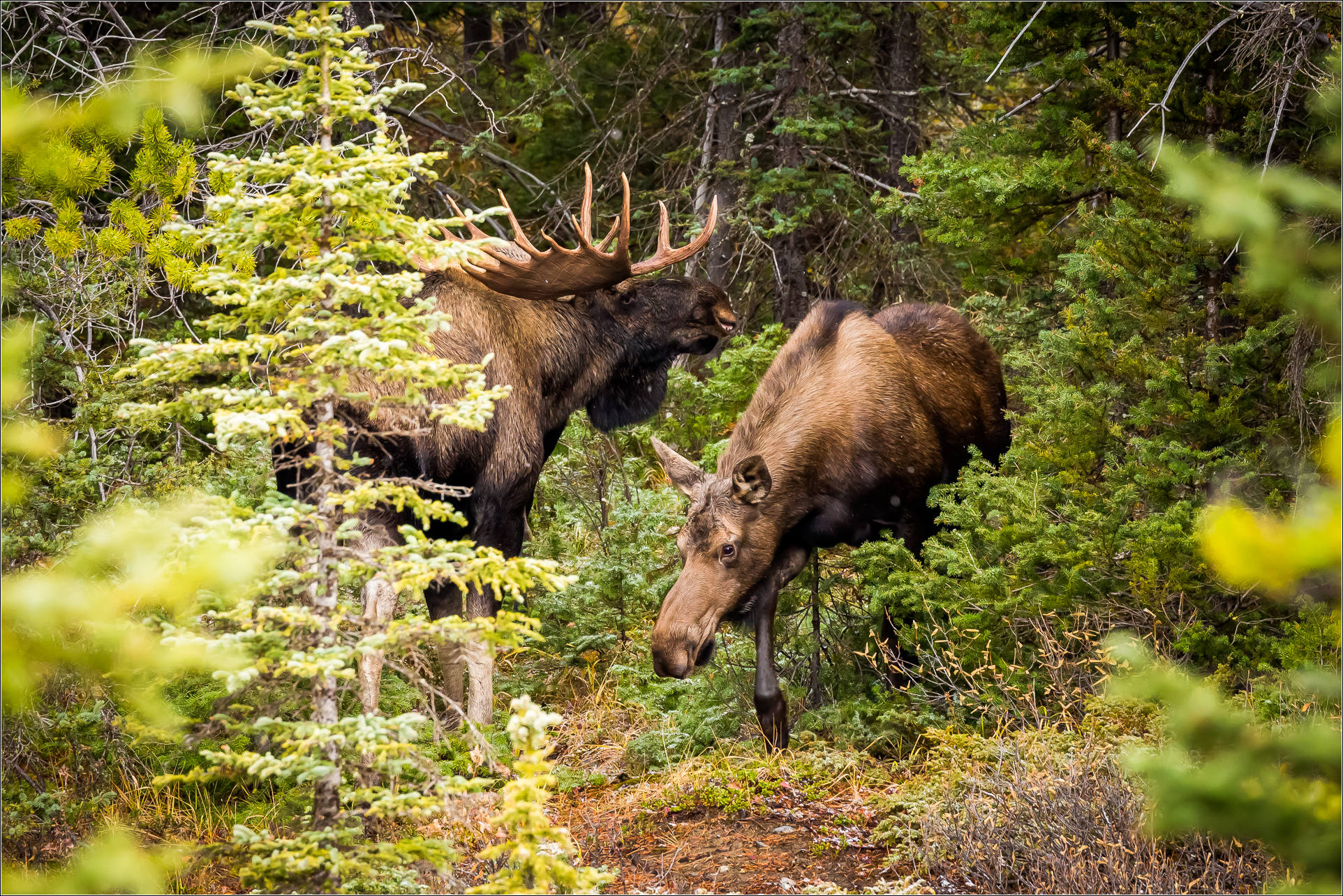 Moose | Christopher Martin Photography
