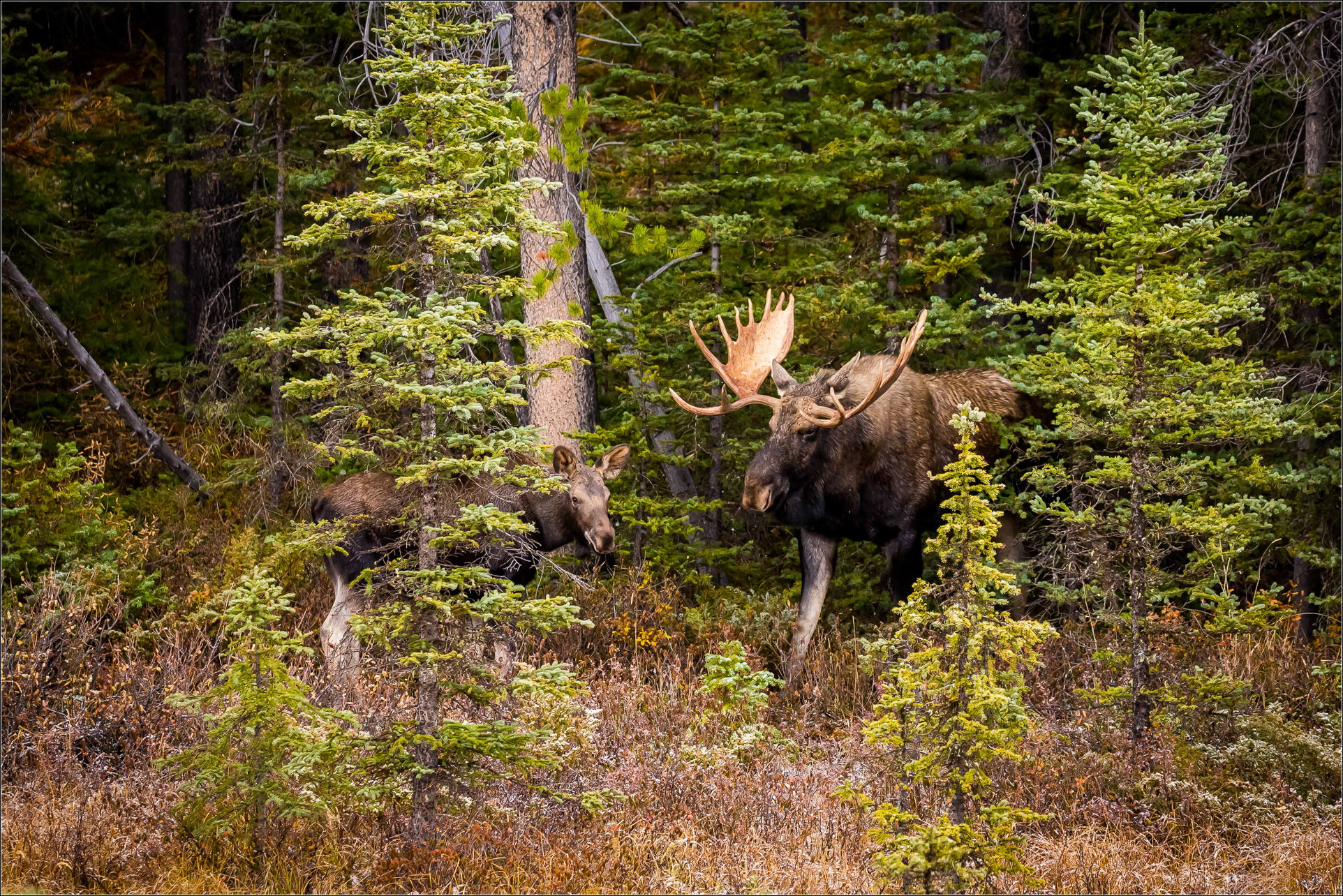 Moose | Christopher Martin Photography