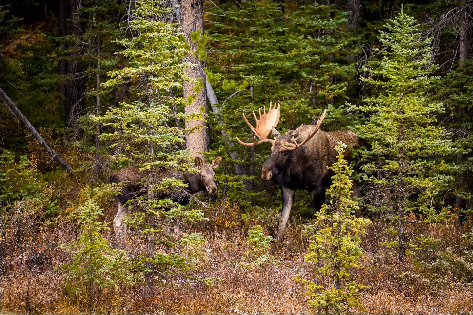 Moose | Christopher Martin Photography