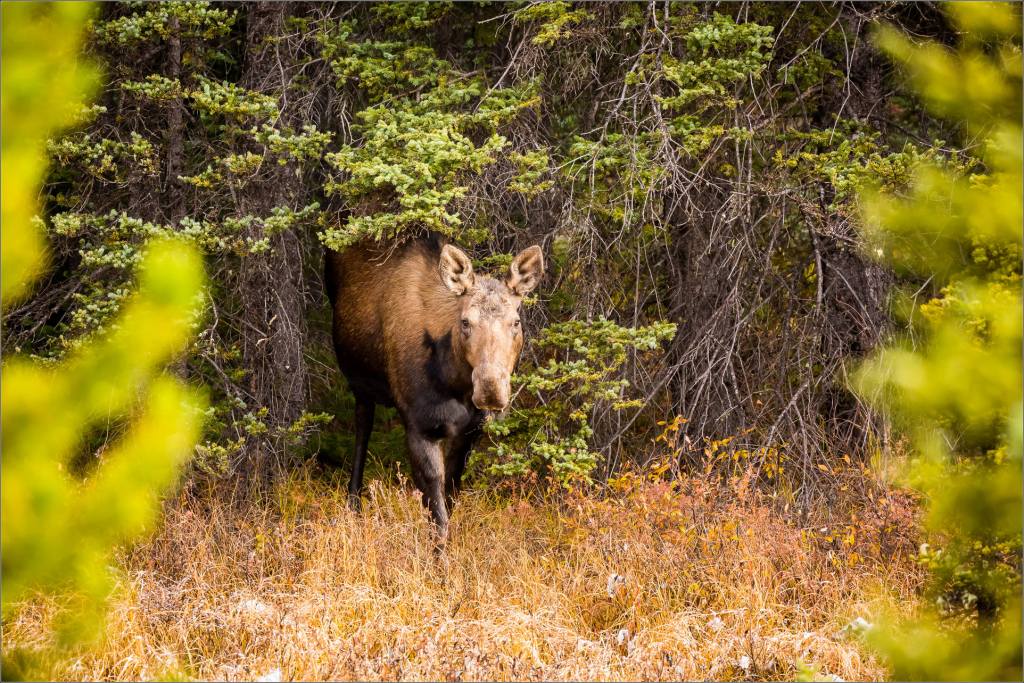 Moose | Christopher Martin Photography