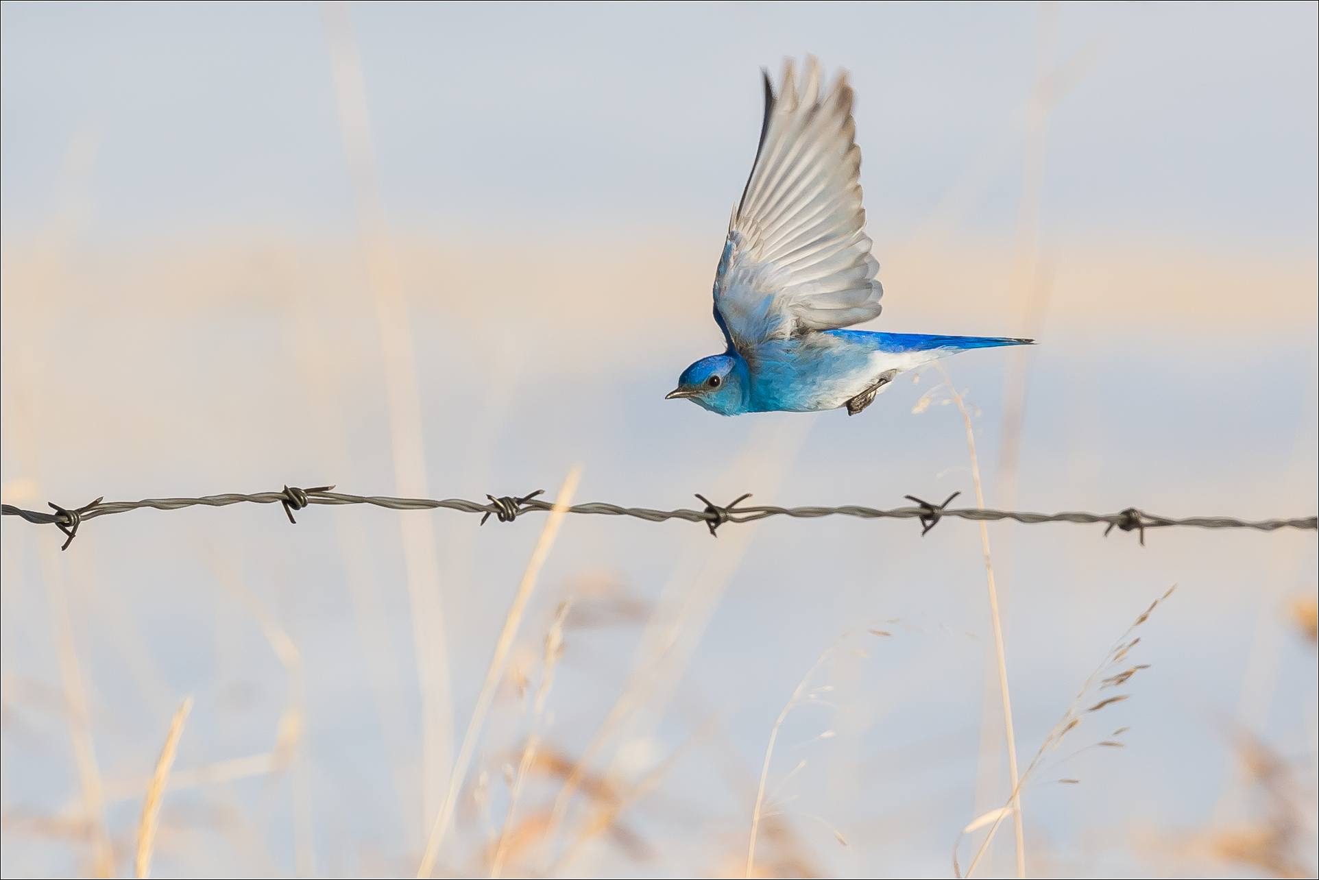 Springbank | Christopher Martin Photography