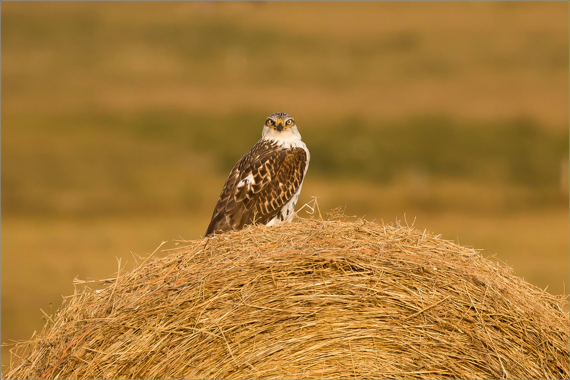 A harvest hawk | Christopher Martin Photography