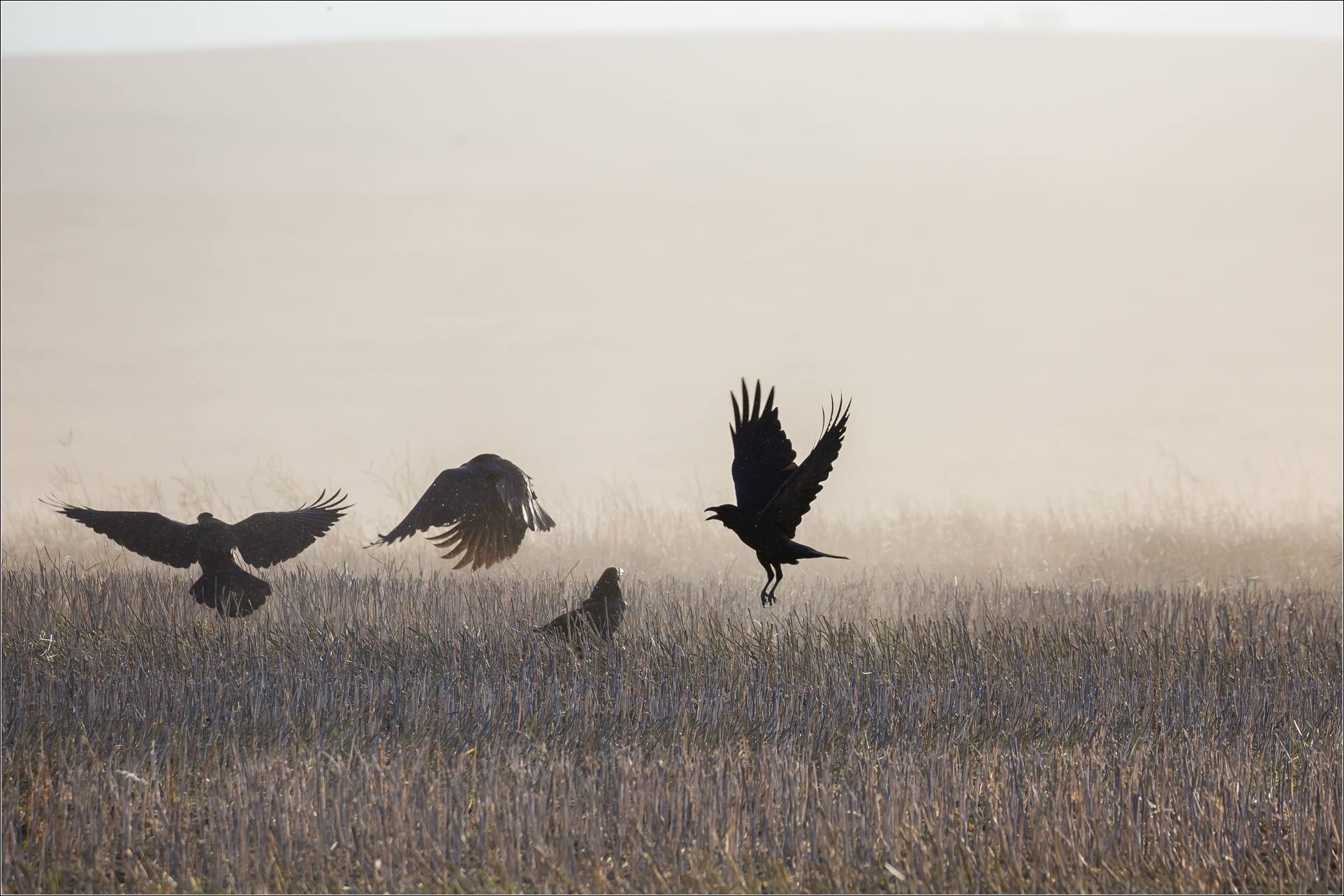 Corvus corax | Christopher Martin Photography