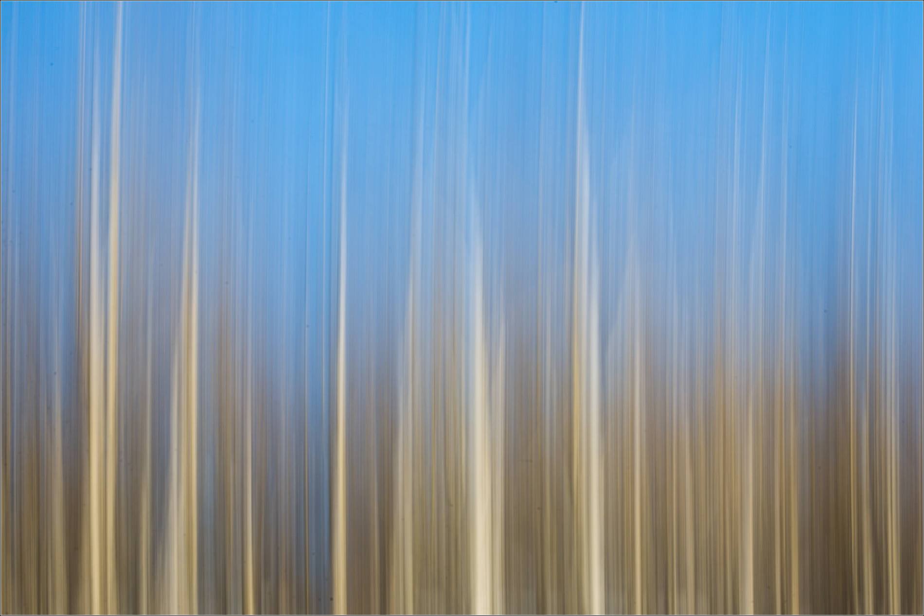 trees | Christopher Martin Photography