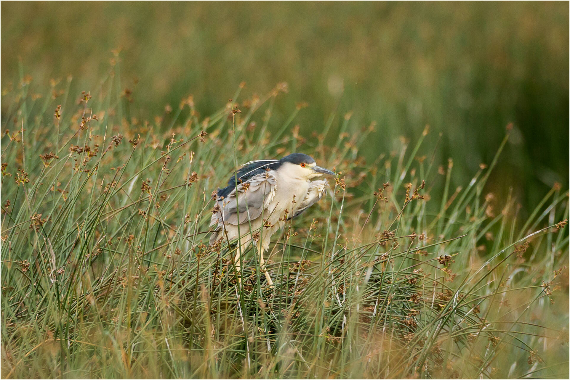 heron | Christopher Martin Photography
