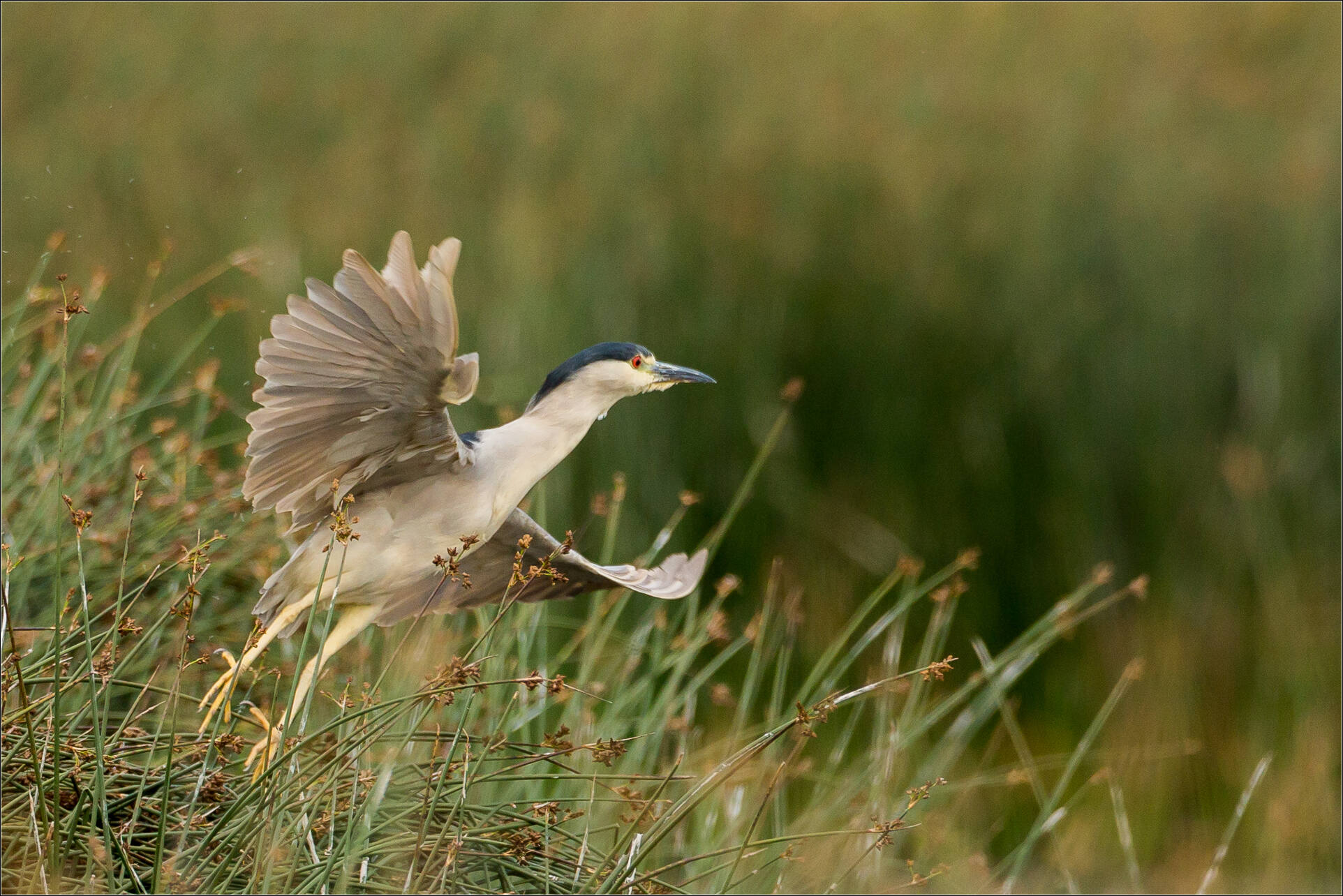 heron | Christopher Martin Photography