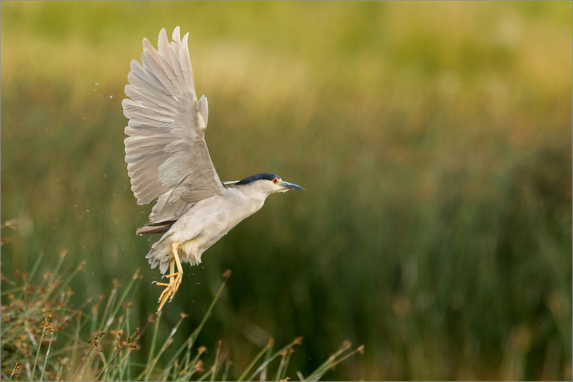 heron | Christopher Martin Photography