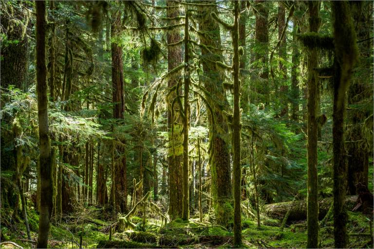 trees | Christopher Martin Photography