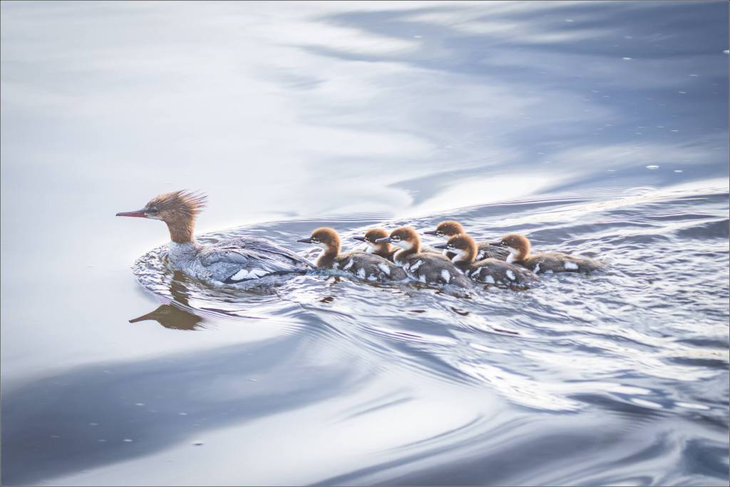 Wildlife | Christopher Martin Photography